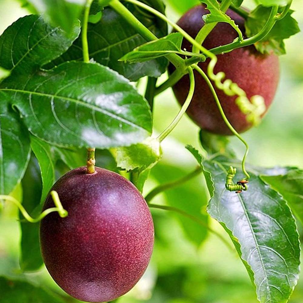 Passion Fruit Kadiyam Nursery Leading Supplier Of Plants In Rajahmundry