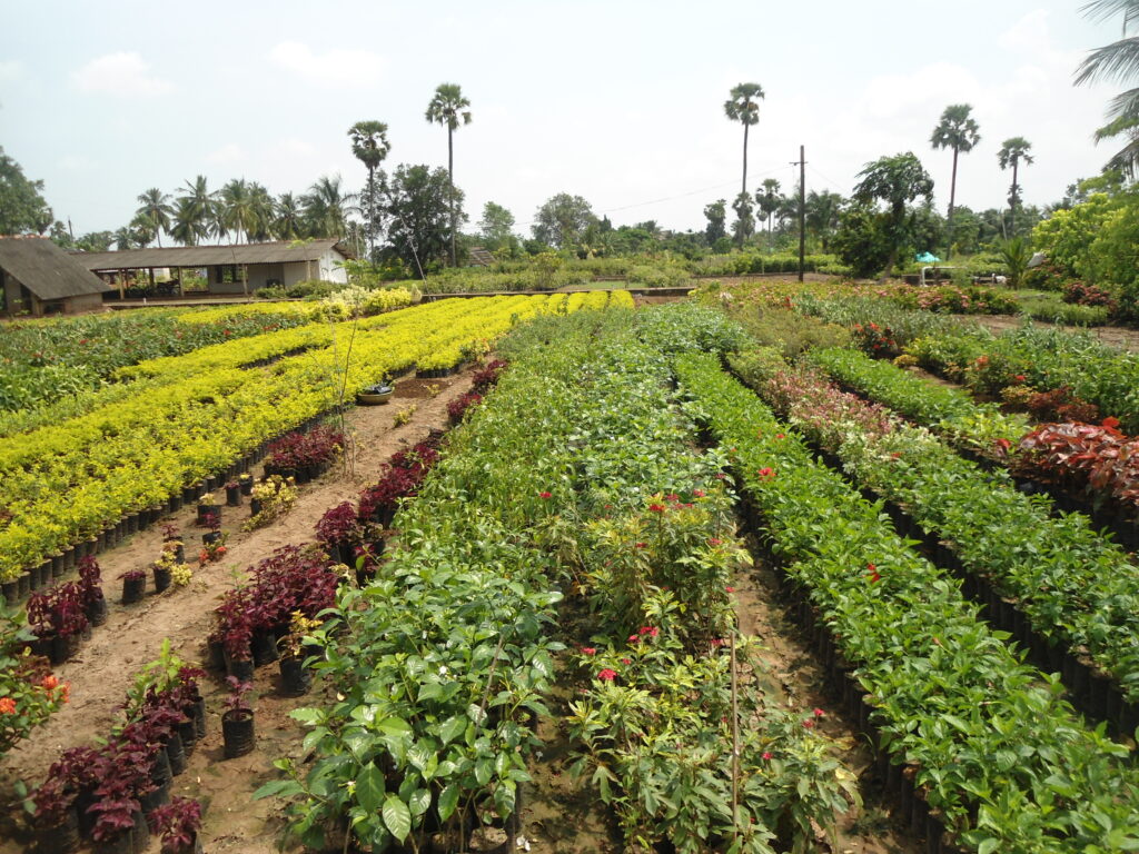 Contact Us - Kadiyam Nursery Leading Supplier of Plants in Rajahmundry