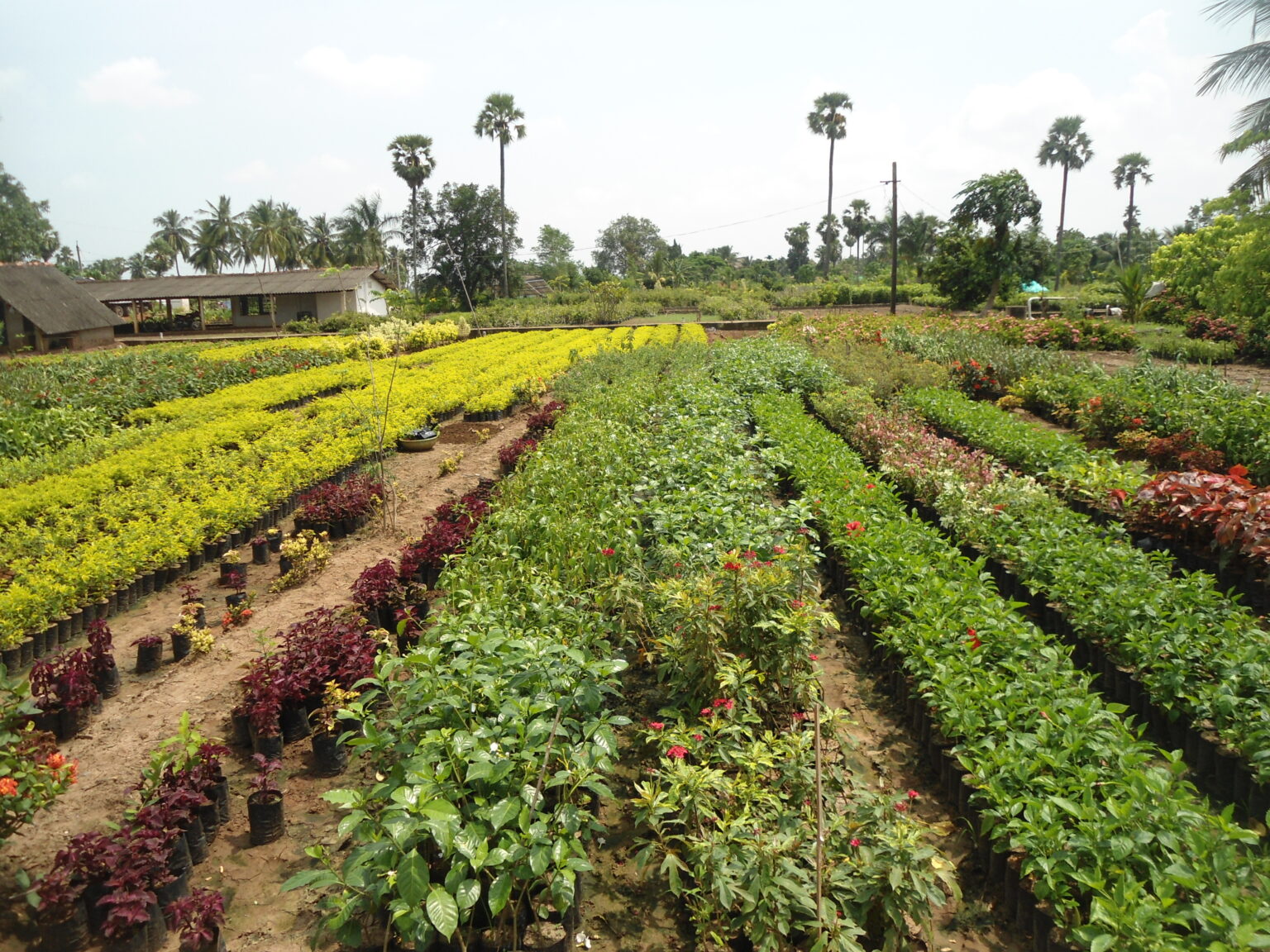 Contact Us - Kadiyam Nursery Leading Supplier of Plants in Rajahmundry